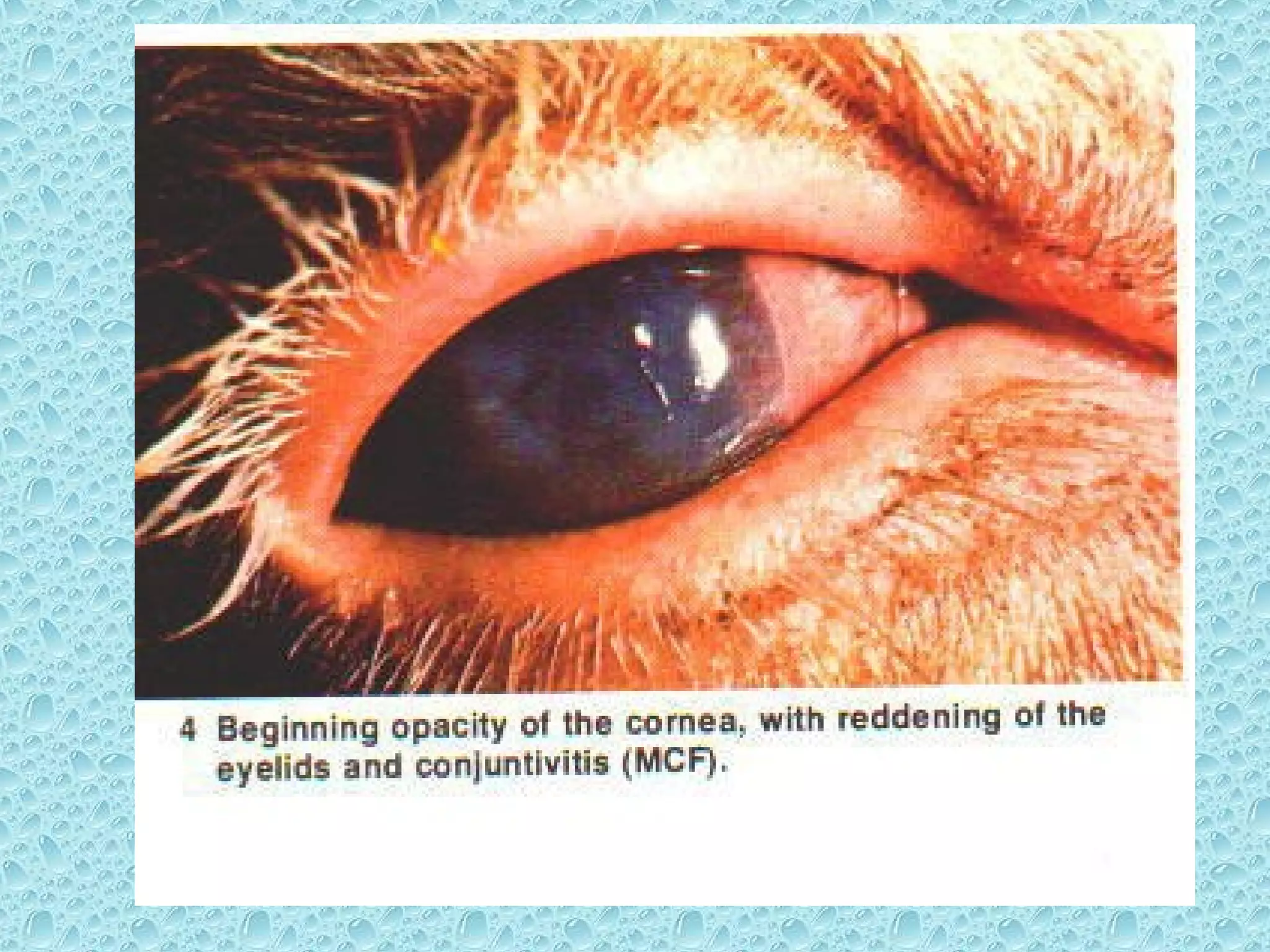 Malignant catarrhal fever | PPS