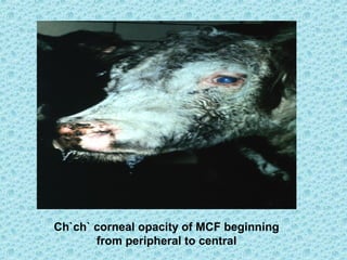 Malignant catarrhal fever | PPS