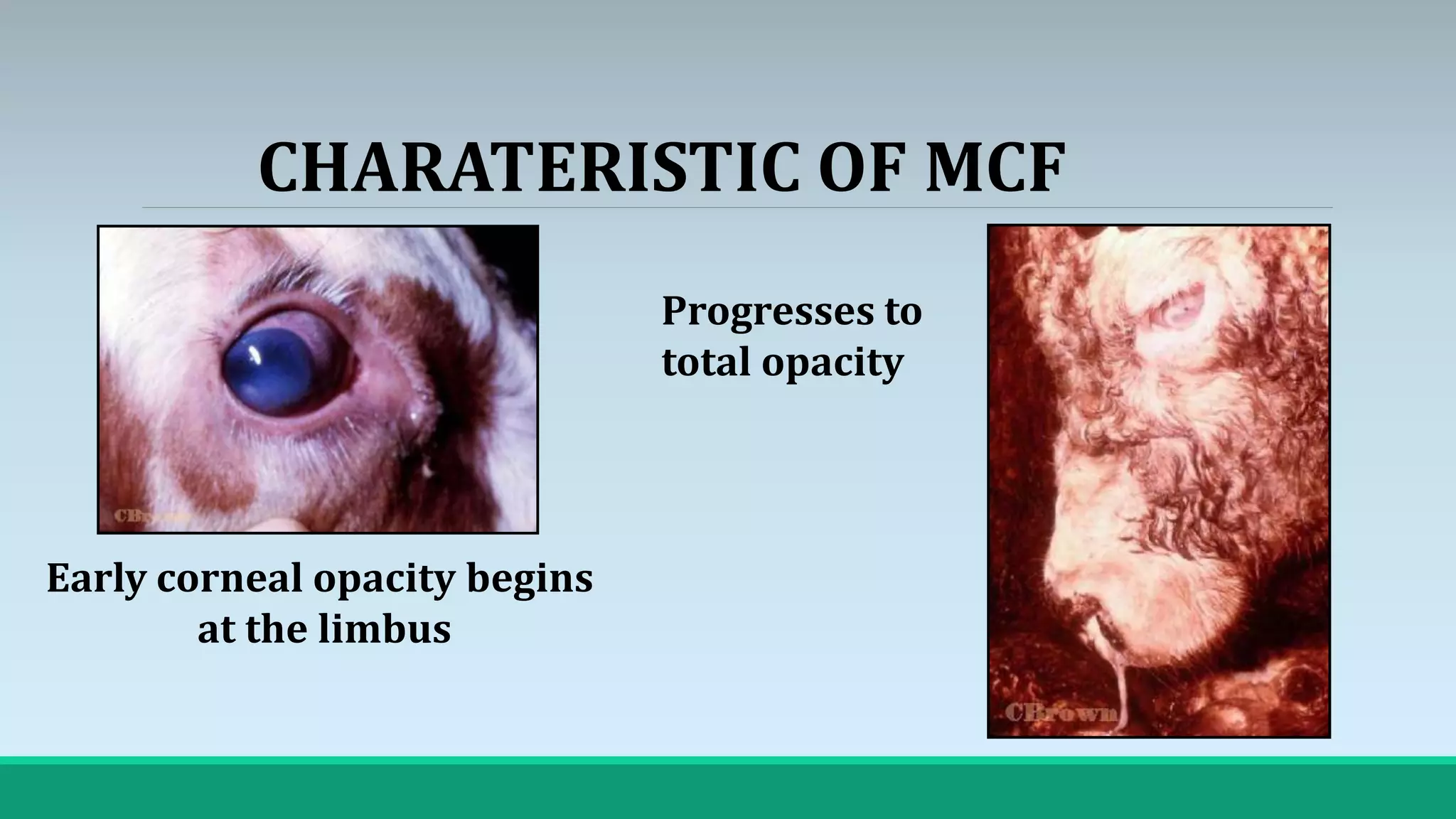 Malignant catarrhal fever | PPTX
