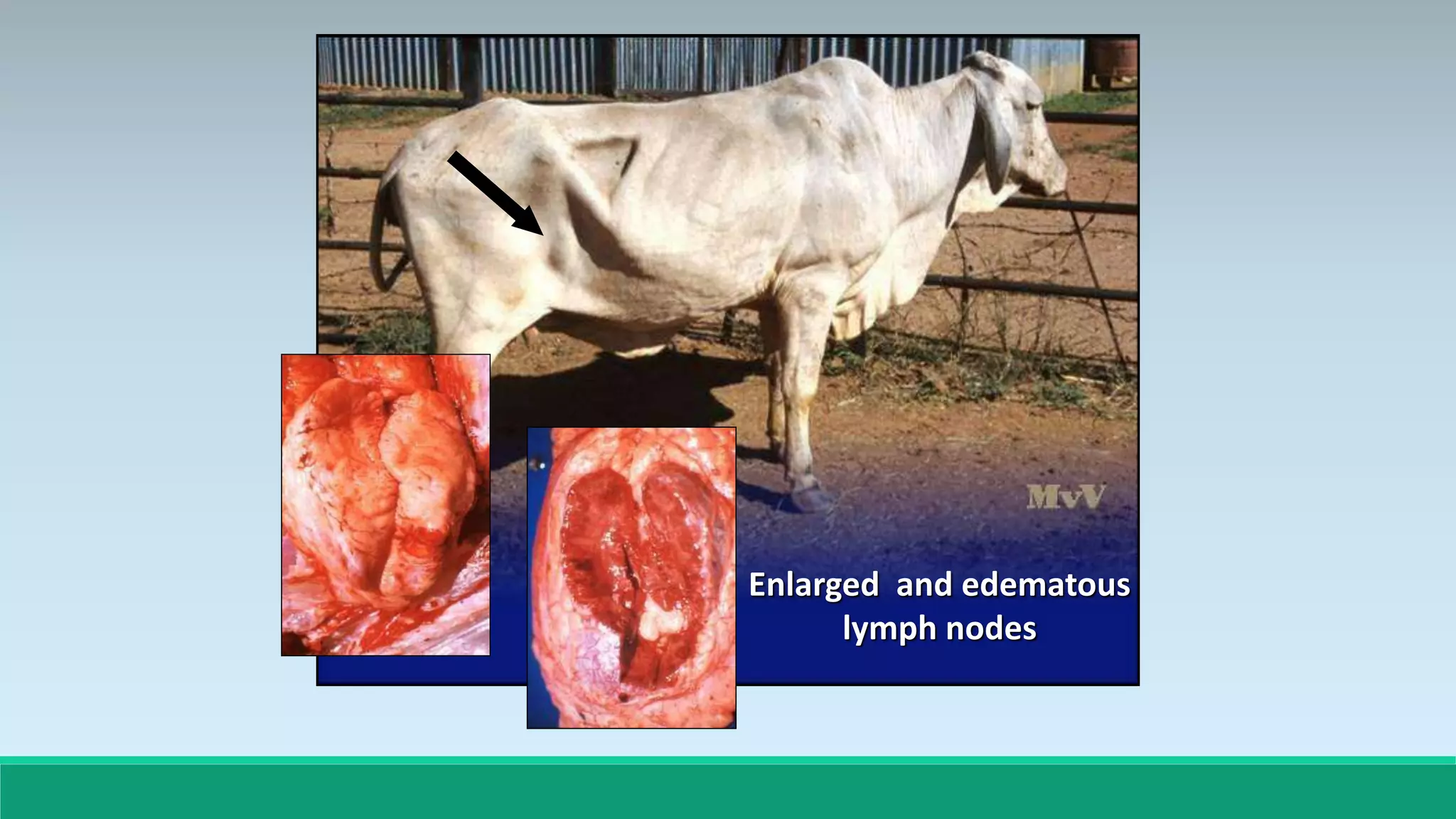 Malignant catarrhal fever | PPTX