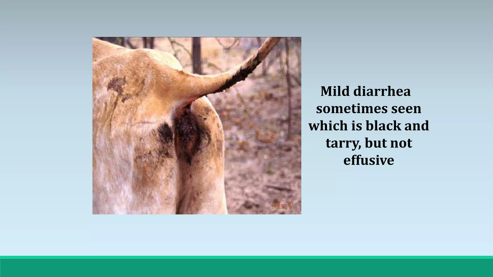 Malignant catarrhal fever | PPTX