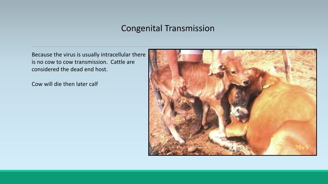 Malignant catarrhal fever | PPTX