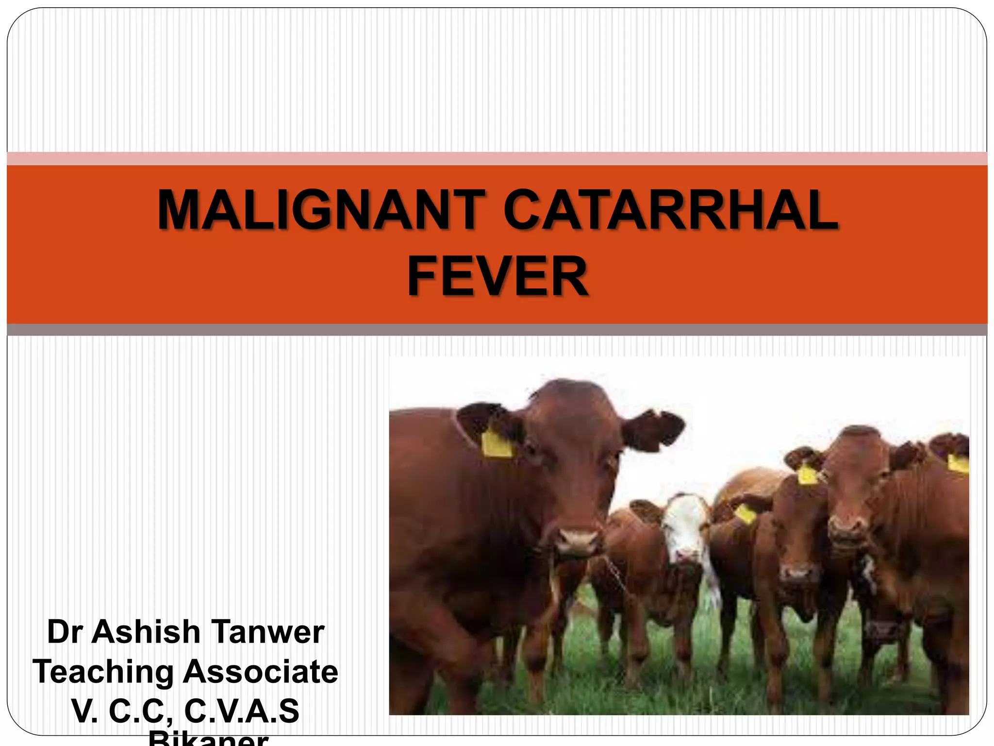 Malignant catarrhal fever | PPTX