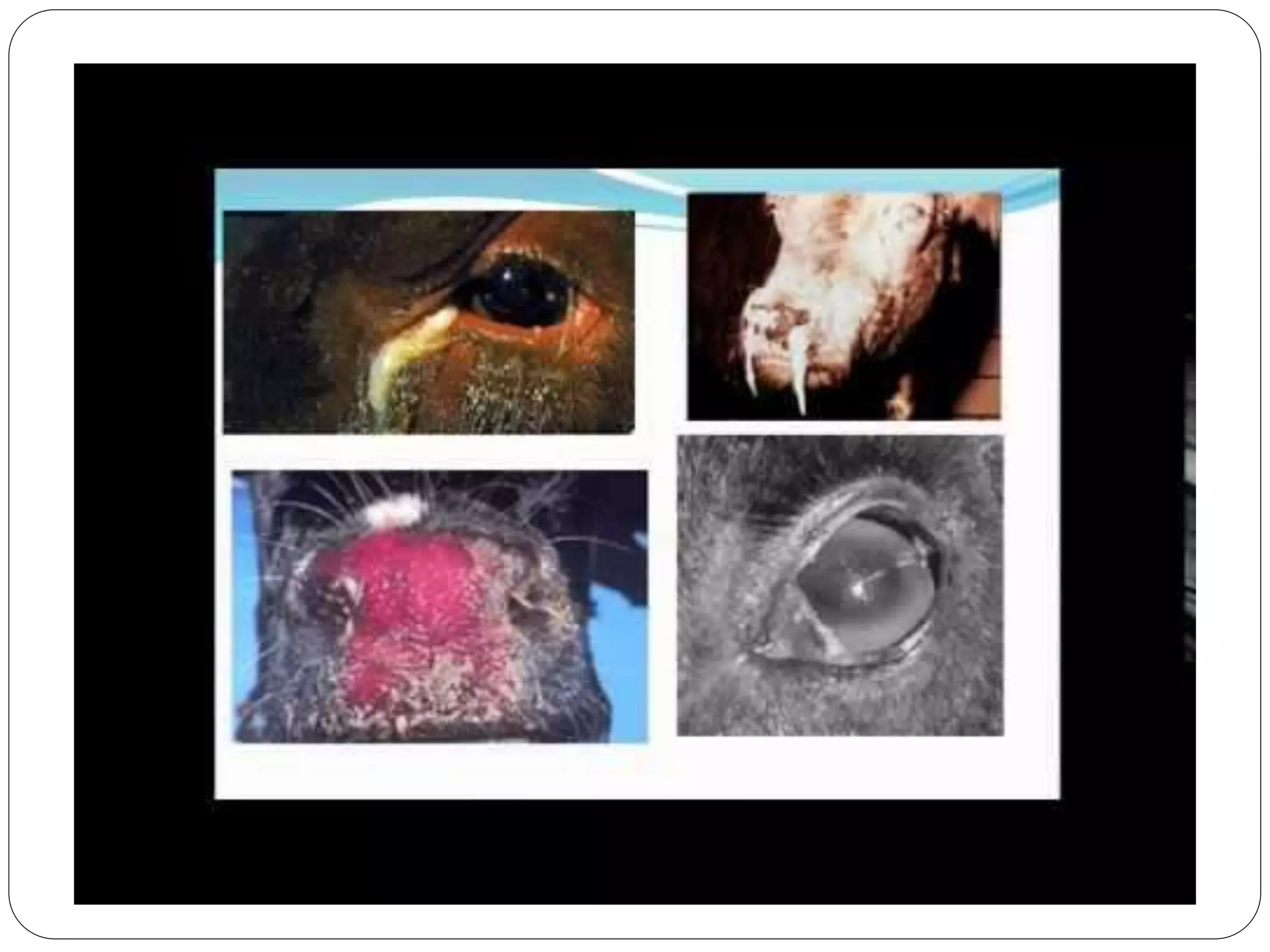 Malignant catarrhal fever | PPTX