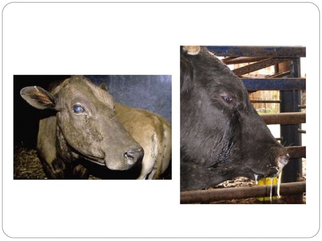 Malignant catarrhal fever | PPTX | Infectious Diseases | Diseases and ...