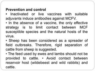 Malignant catarrhal fever | PPTX