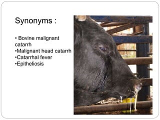 Malignant catarrhal fever | PPTX