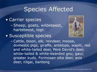 MalignantCatarrhalFever powerpoint presentation | PPT