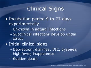 MalignantCatarrhalFever powerpoint presentation | PPT