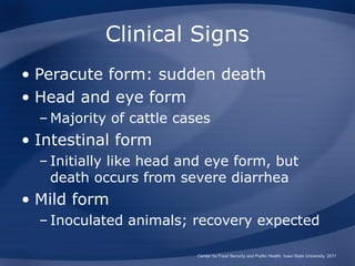 MalignantCatarrhalFever powerpoint presentation | PPT