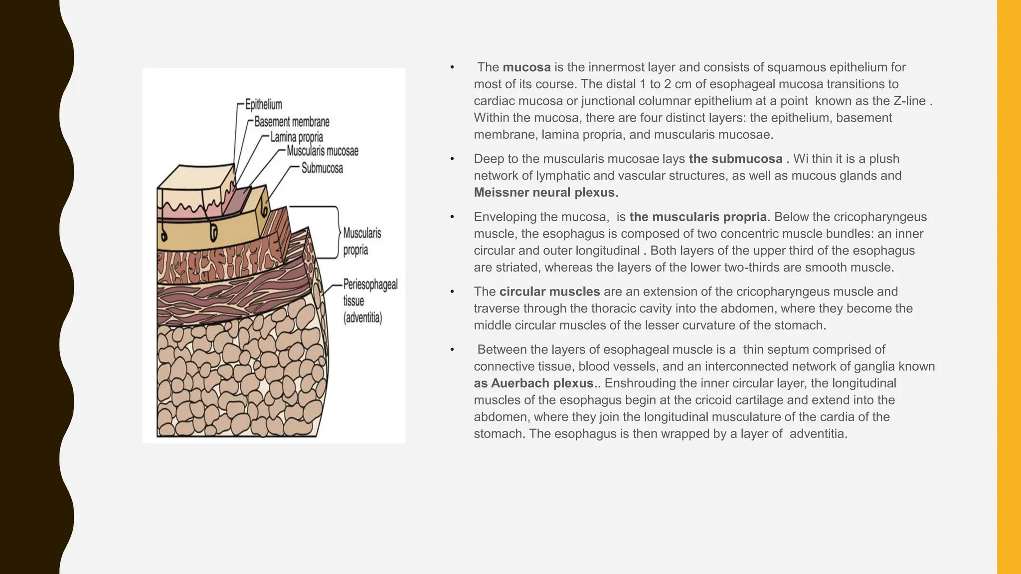 Anatomy and malignant diseases of esophagus | PPTX