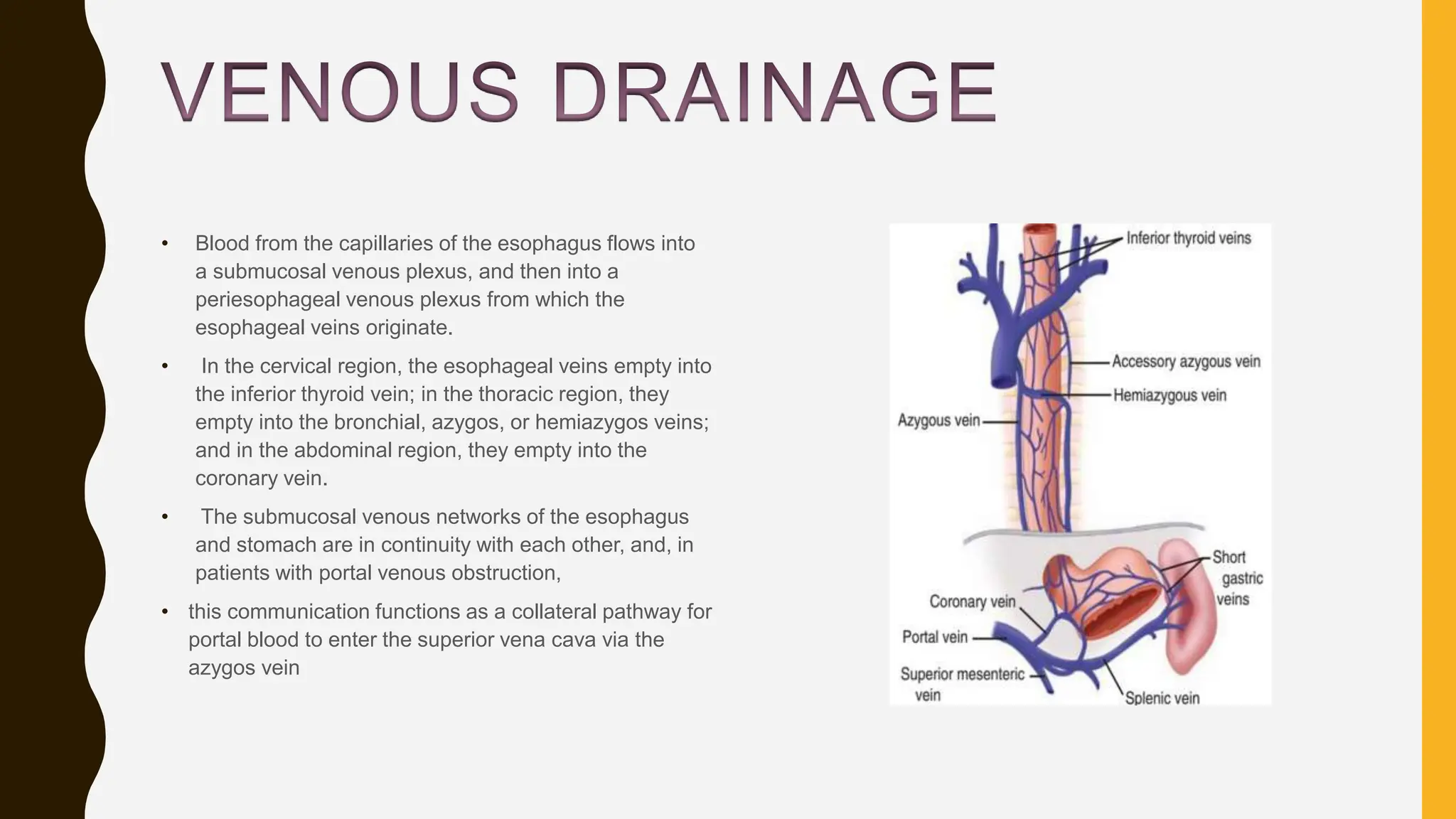 Anatomy and malignant diseases of esophagus | PPTX