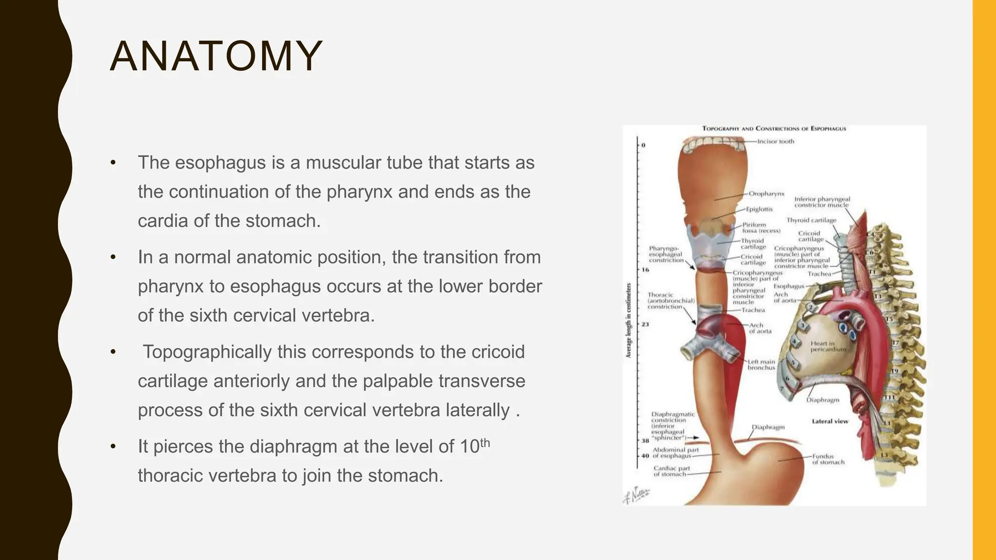 Anatomy and malignant diseases of esophagus | PPT