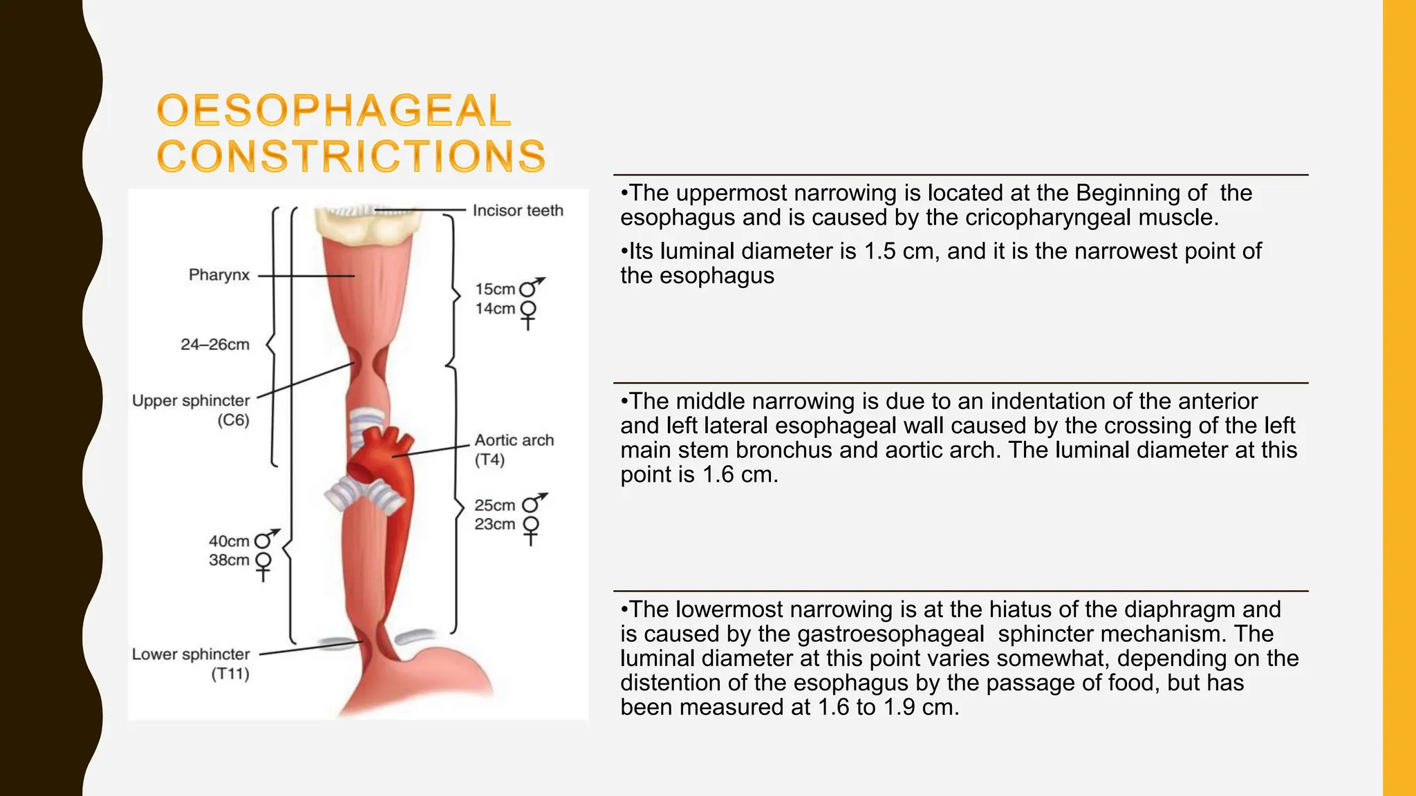 Anatomy and malignant diseases of esophagus | PPTX