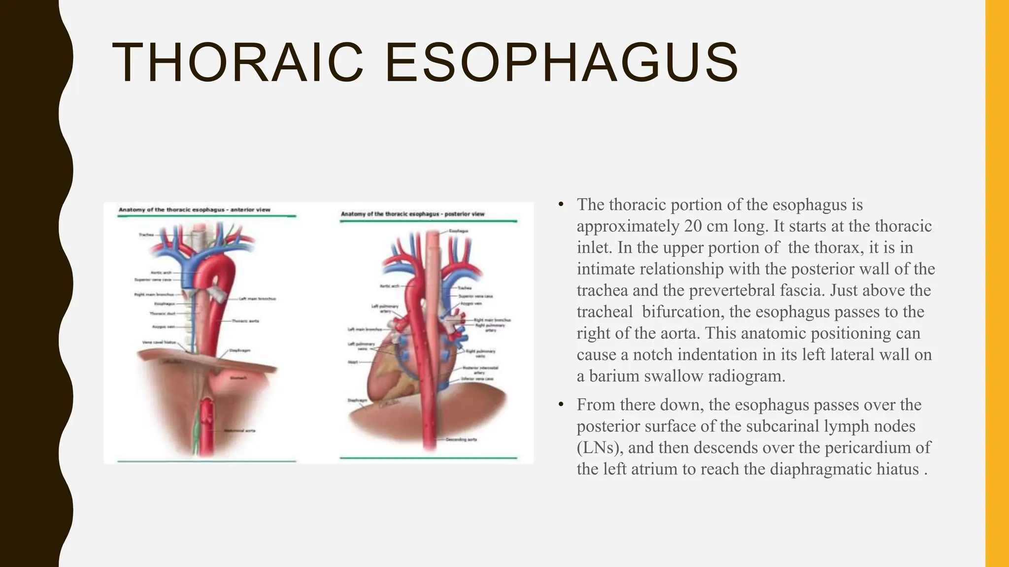 Anatomy and malignant diseases of esophagus | PPTX