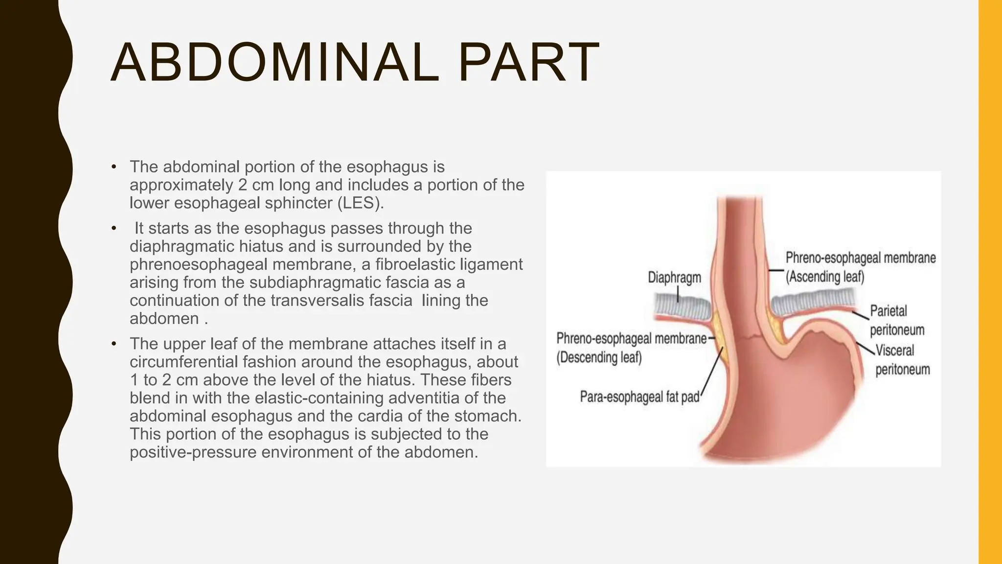 Anatomy and malignant diseases of esophagus | PPTX