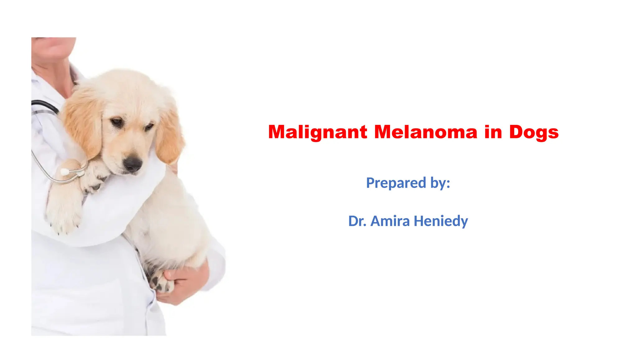 Malignant melanoma in dogs: diagnosis and treatment | PPTX