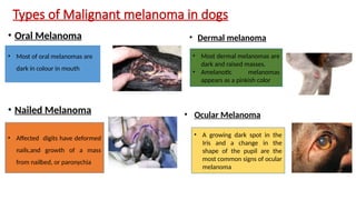 Malignant melanoma in dogs: diagnosis and treatment | PPTX