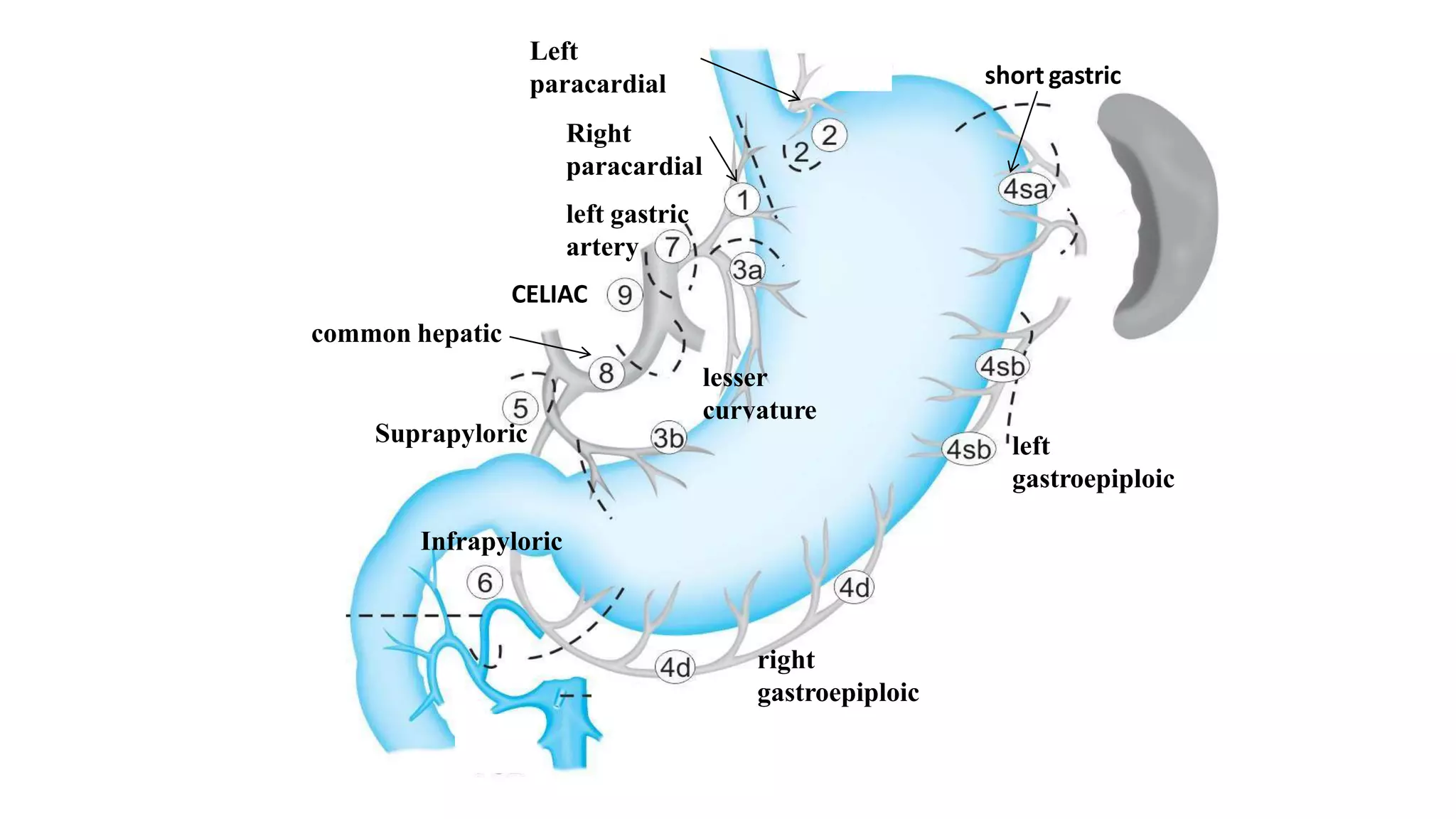 Malignant Neoplasms of Stomach.pptx