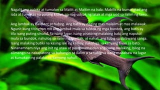 Maliit at Maitim na Isda | PPTX