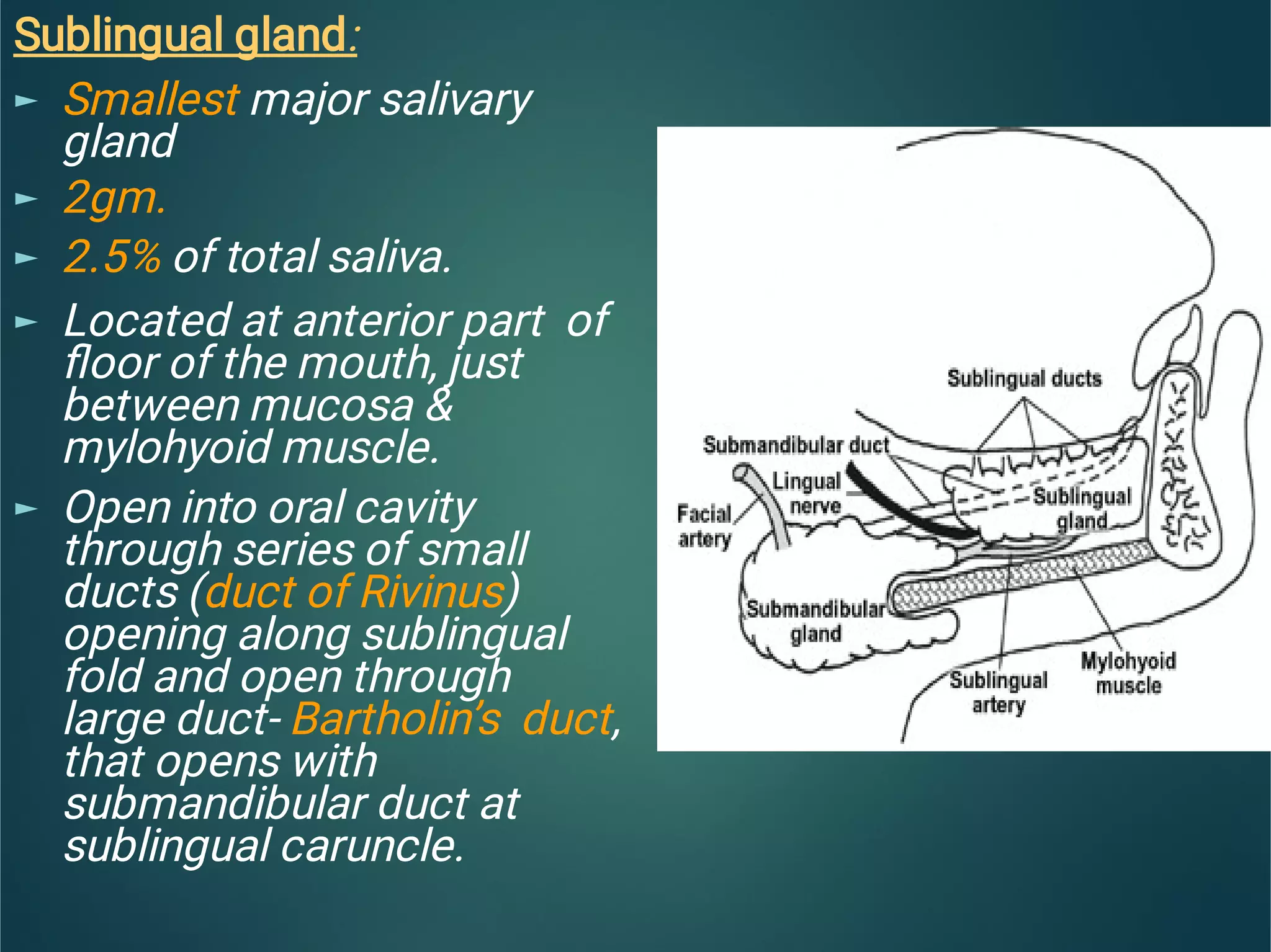 Salivary glands | PDF