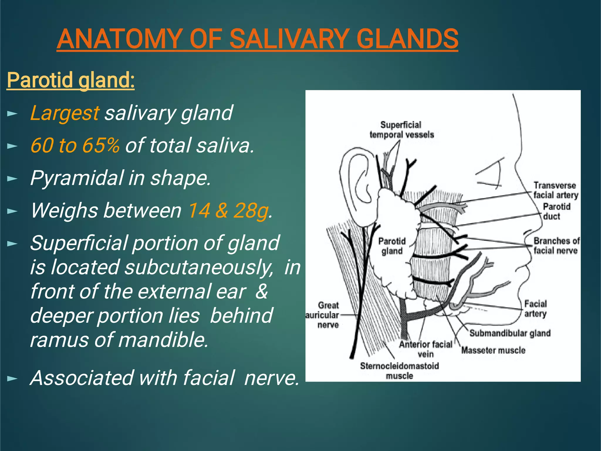 Salivary glands | PDF