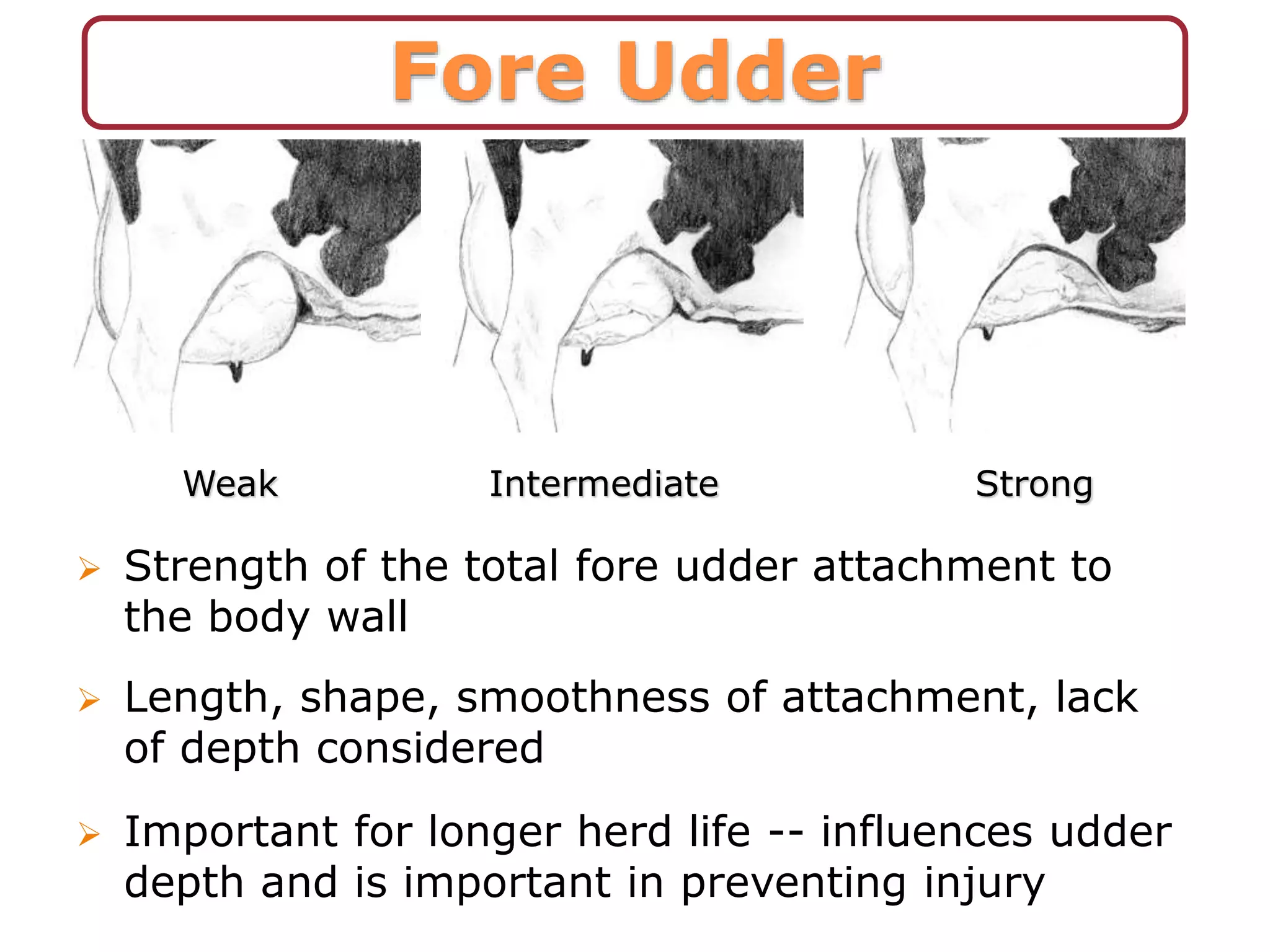 Prevent Mastitis through Genetics_Malik Omar_UHB_Workshop_2018 | PPTX