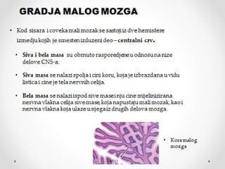 Mali mozak | PPT