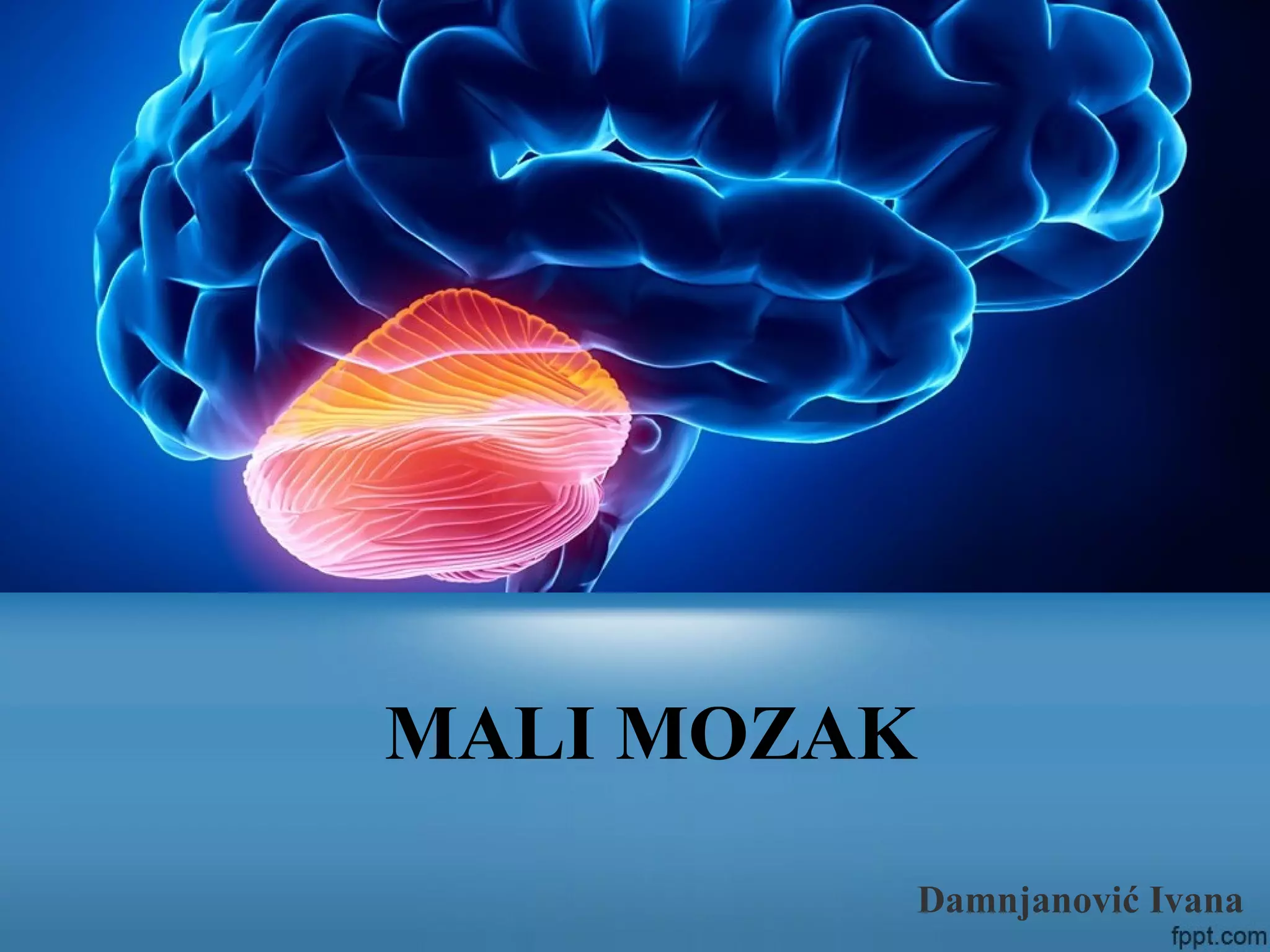 Mali mozak | PPT