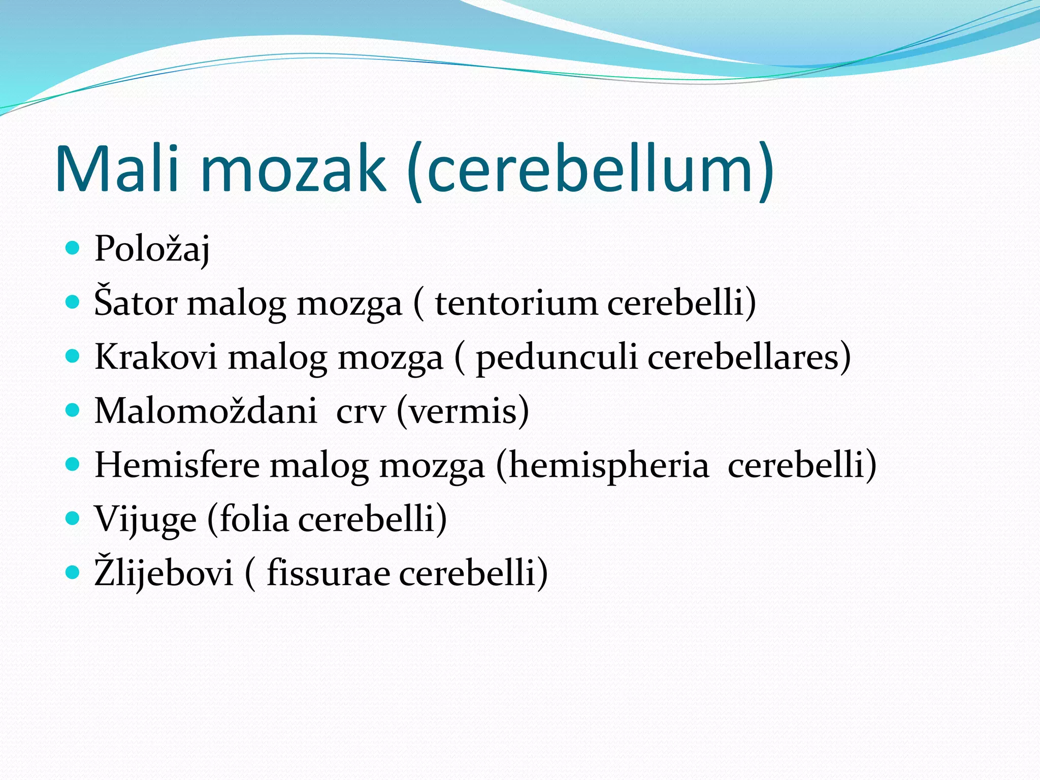 Mali mozak i medjumozak | PPTX