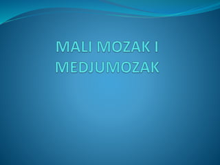 Mali mozak i medjumozak | PPTX