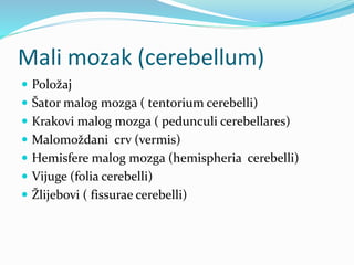 Mali mozak i medjumozak | PPTX