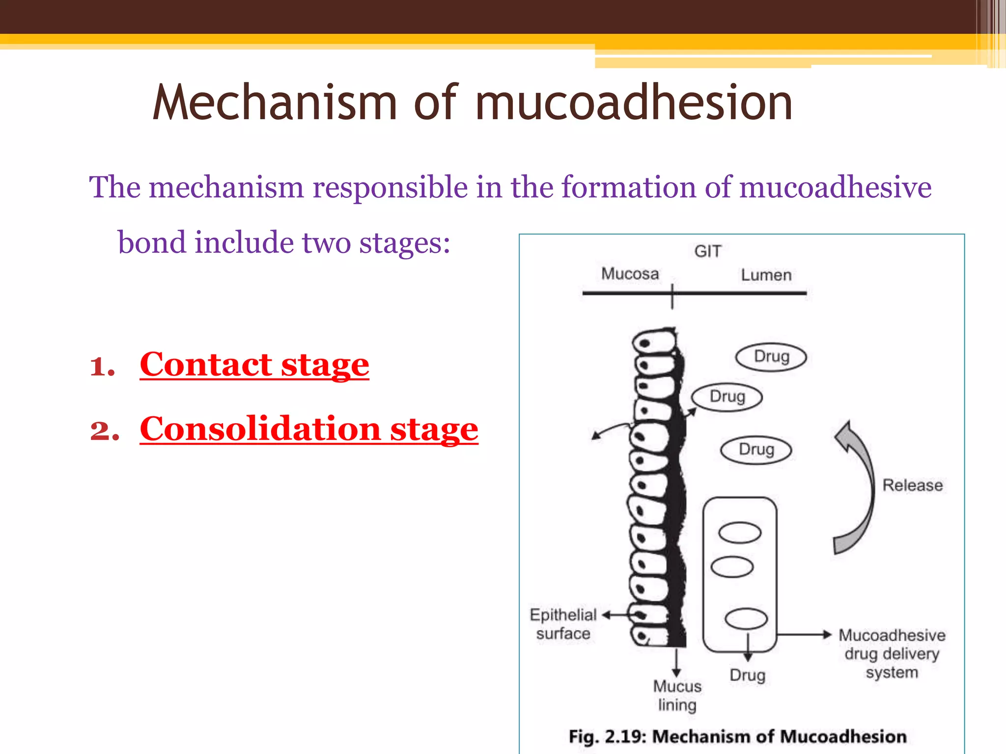 Mucoadhesive drug delivery system Mali vv ppt | PPTX