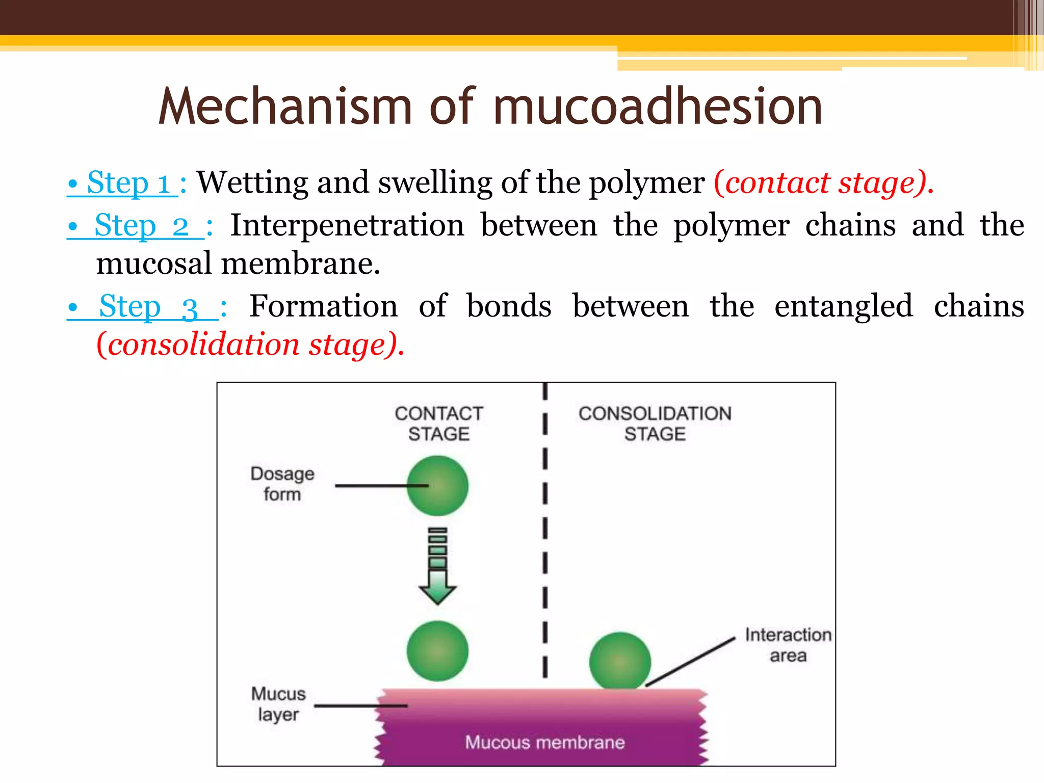 Mucoadhesive drug delivery system Mali vv ppt | PPTX