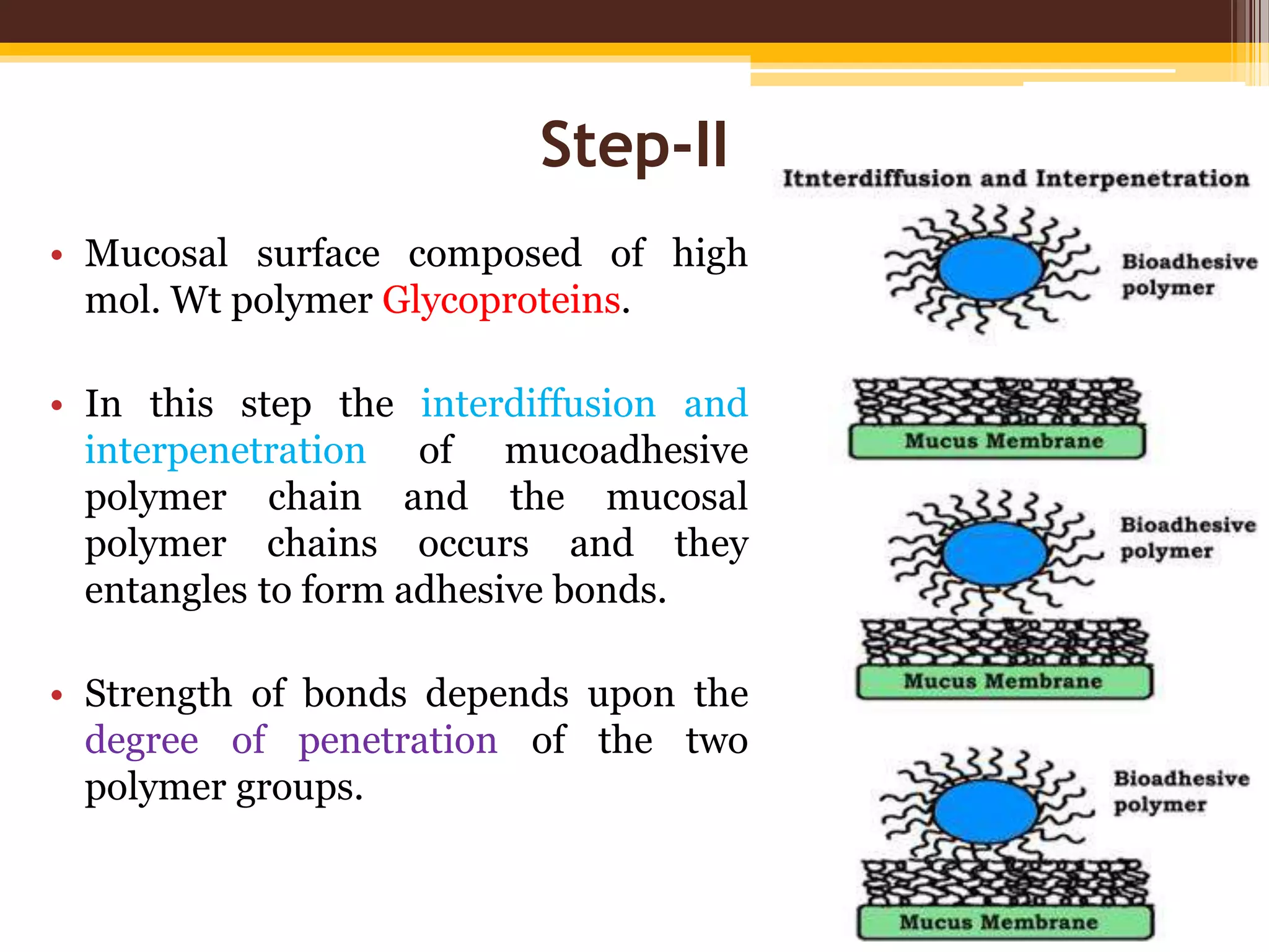 Mucoadhesive drug delivery system Mali vv ppt | PPTX