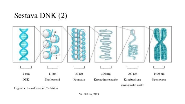 Malka Čeh, Epigenetski prenos travme holokavsta: So nočne more lahko