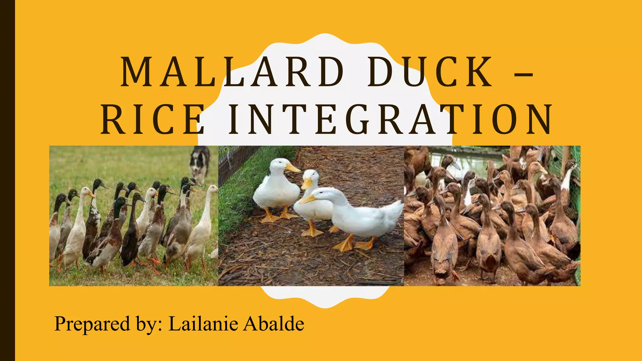 Mallard Duck – Rice integration.pptx