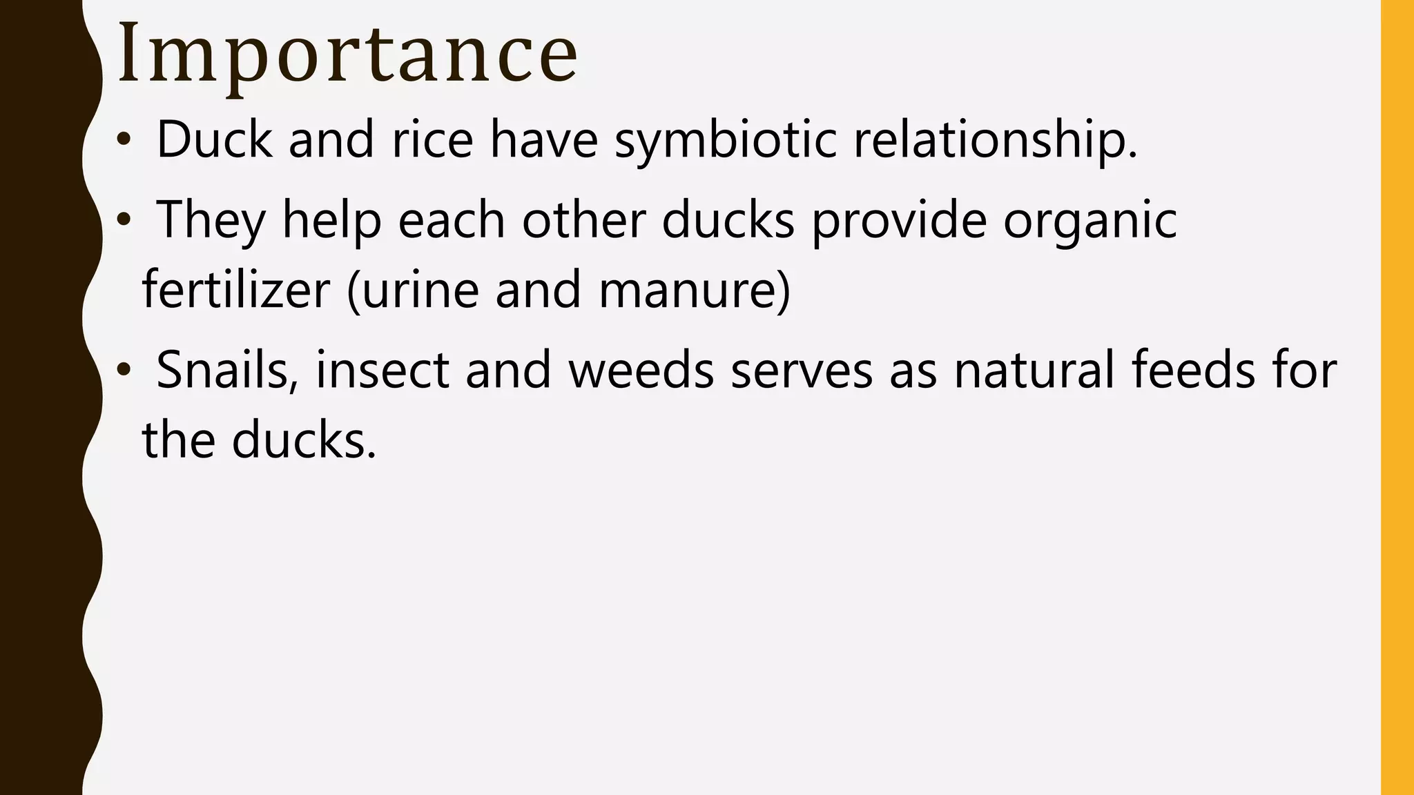Mallard Duck – Rice integration.pptx