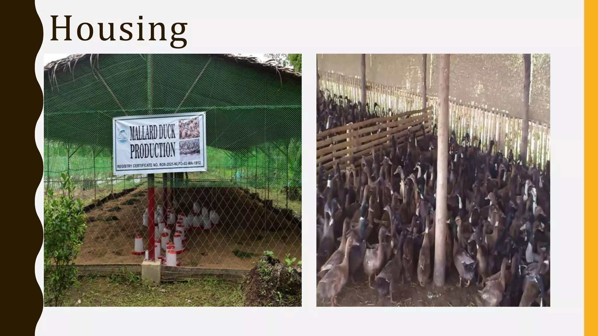 Mallard Duck – Rice integration.pptx