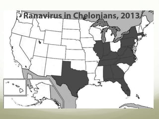 Chelonian diagnostics, pathology and treatment | PPTX
