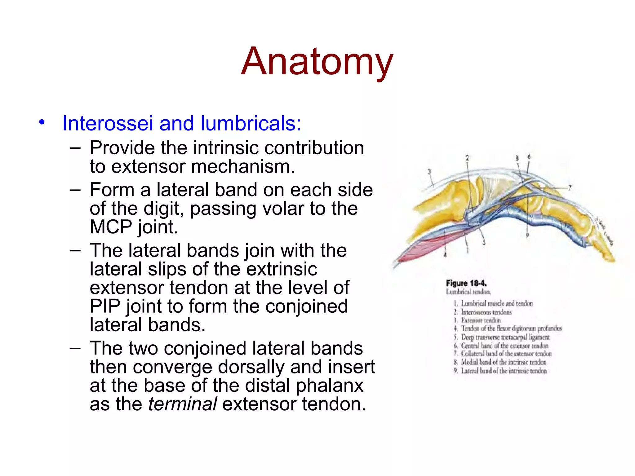 Mallet finger | PPT