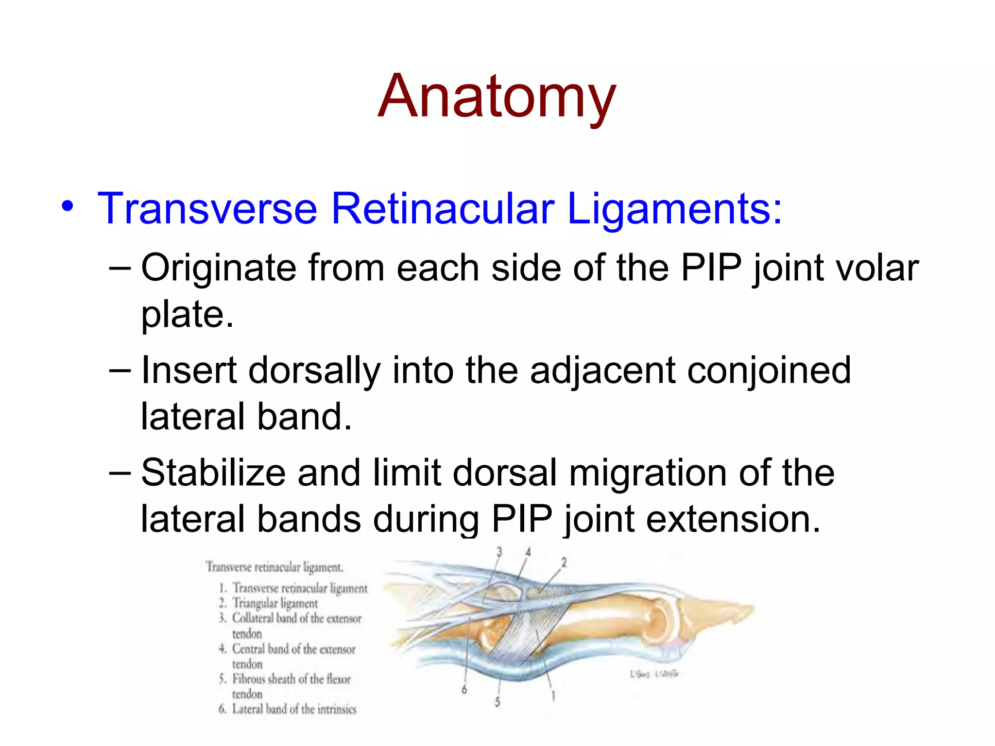 Mallet finger | PPT