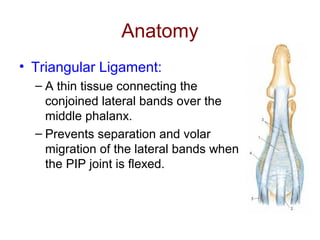 Triangular Ligament Finger