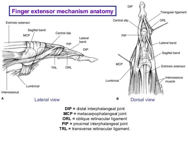 Triangular Ligament Finger