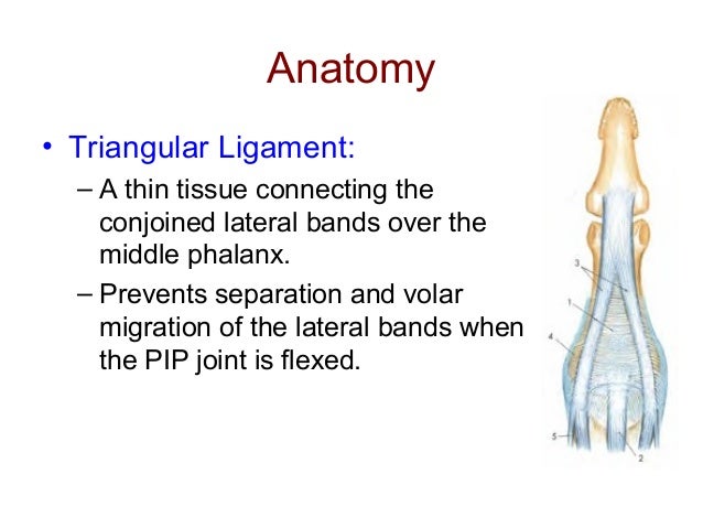 Triangular Ligament Finger