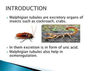 Cockroach Excretory System