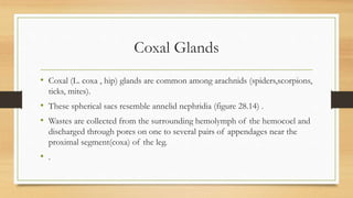 Malpighian tubules and Coxal Glands in Arachnids | PPT