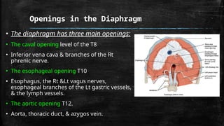Median arcuate ligament syndrome with celiac Stenois | PPTX