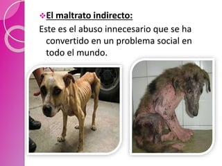 Maltrato Animal | PPTX
