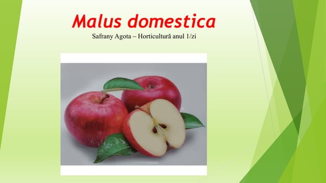 Malus domestica.pdf